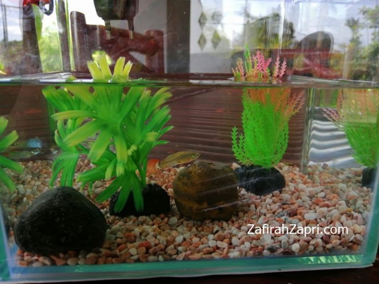 Pengalaman Pasang Akuarium Dan Bela Ikan Guppy - Zafirah Zapri